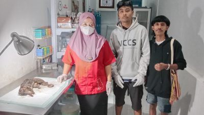 Pengelola Destinasi Wisata Alam Pulo Tareba Selamatkan Kuskus Mata Biru ...